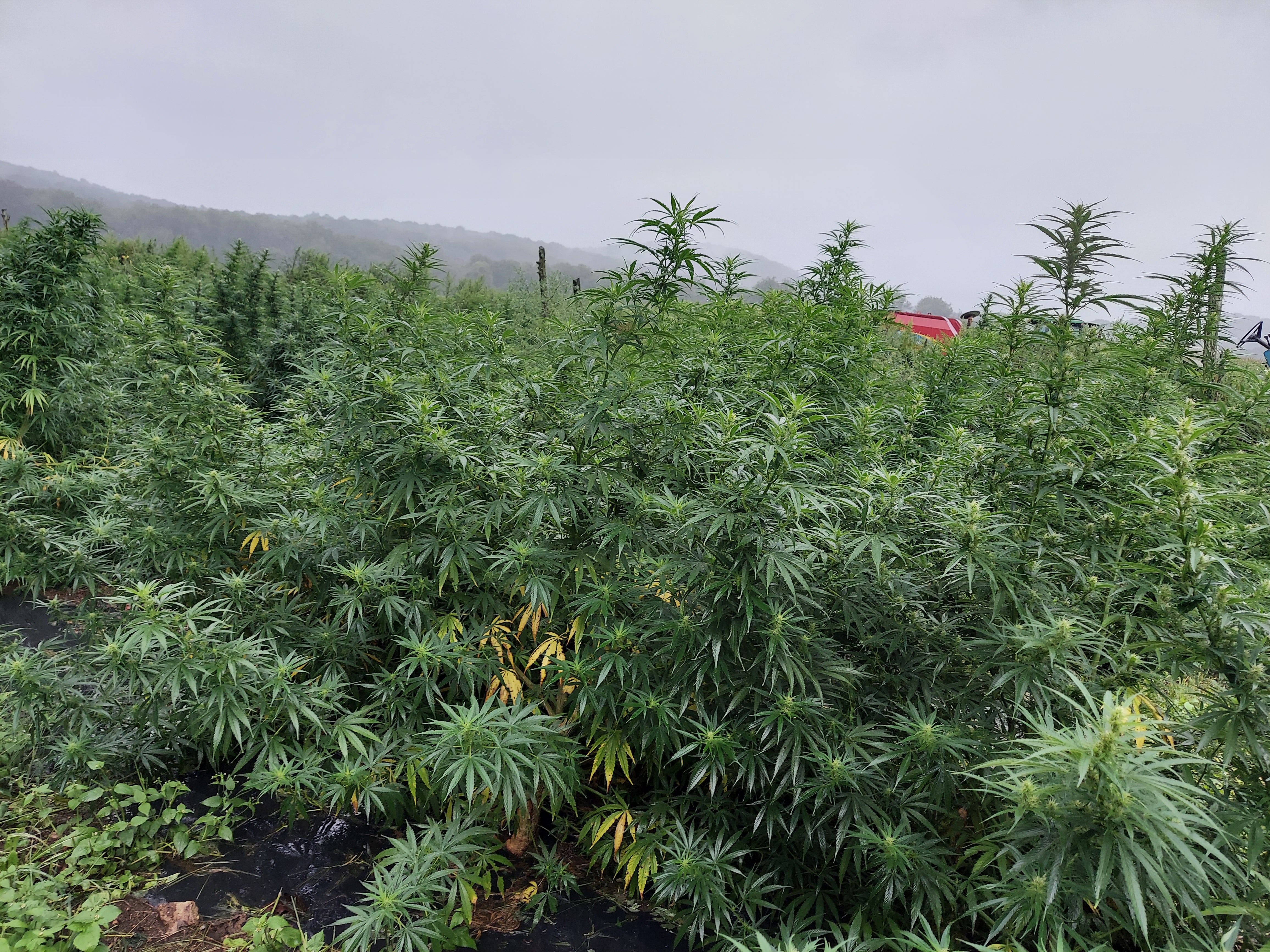 What is the Entourage Effect and Hemp CBD? – BayMountainAG